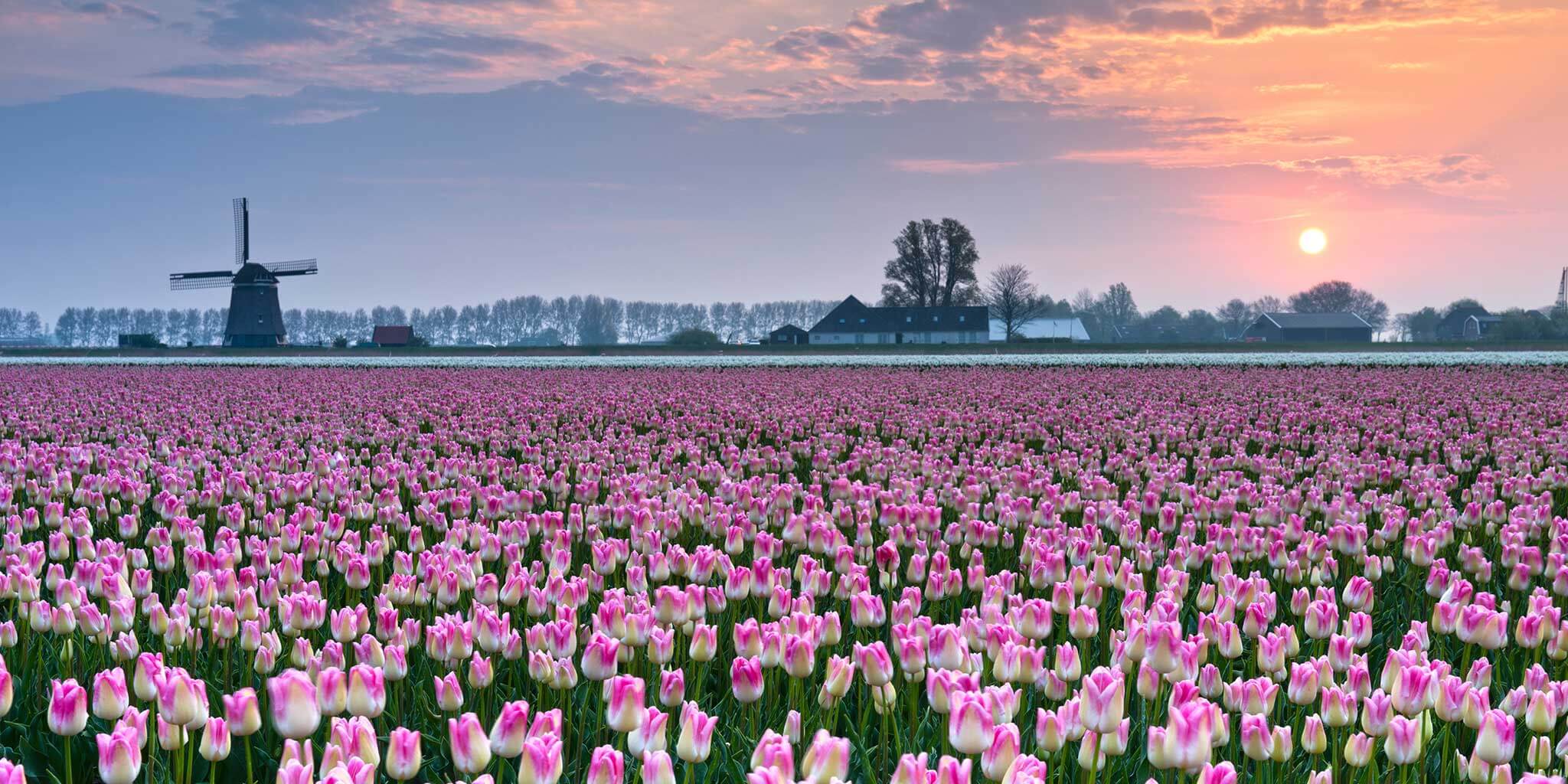 Corsi di neerlandese e vacanze studio nei Paesi Bassi | ESL